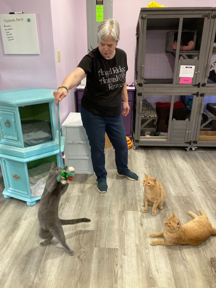 Angel Ridge opens new cat haven in South Park - Observer-Reporter